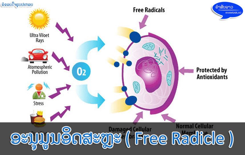 ອະນຸມູນອິດສະຫຼະ ( Free Radicle ) - www.khamsablao.com
